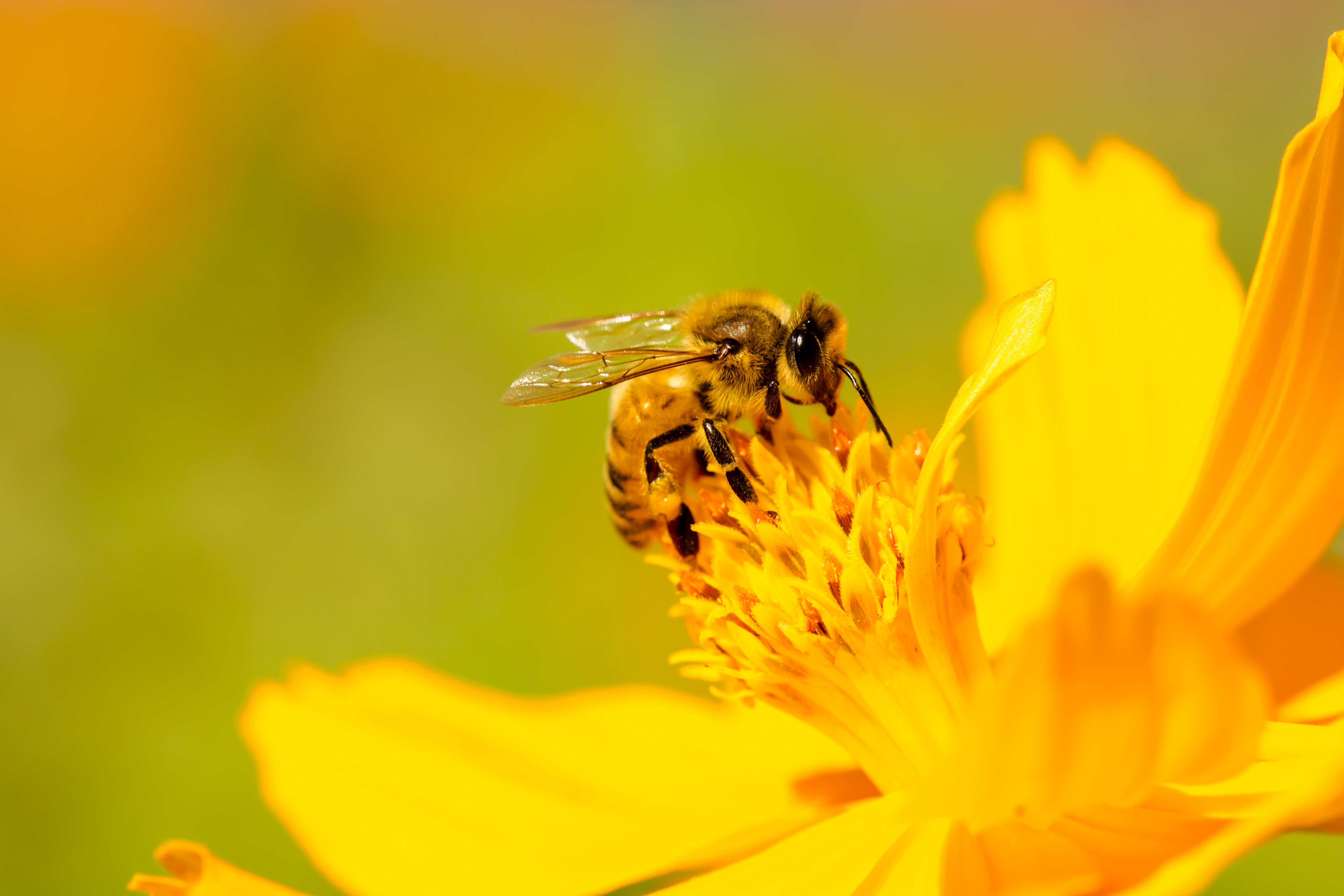 Gracie Oaks Firminio Bee On Daisy Flower On Canvas by Forrest9 Photograph | Wayfair